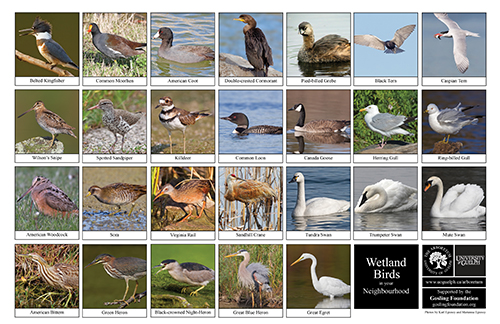 Biodiversity Identification Sheets A Fun Way To Learn What Is Out
